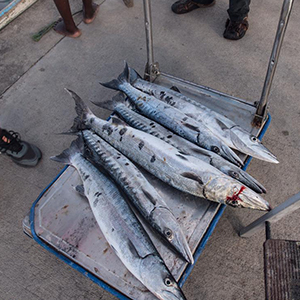 Barbuda Fisherfolk Association – Mill Reef Fund